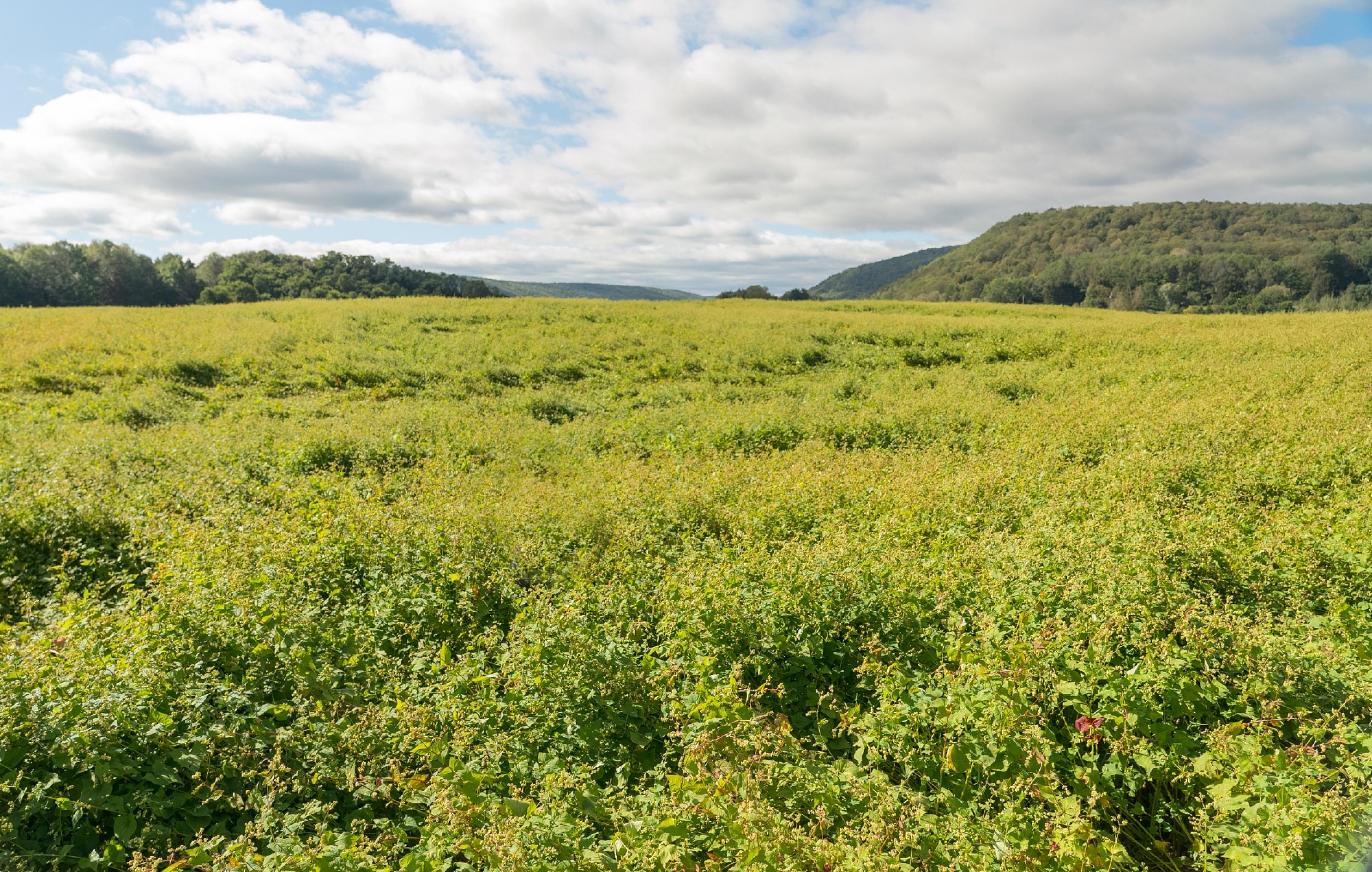 Big Bold Health | The Science